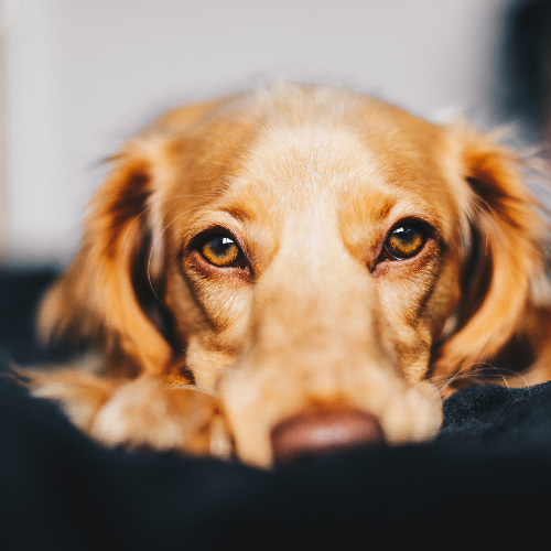 Cleft palate in dogs - symptoms, treatment, and prevention - vetcarenews