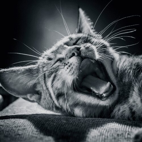 Cat dental care - how to properly care for your cat's teeth - vetcarenews