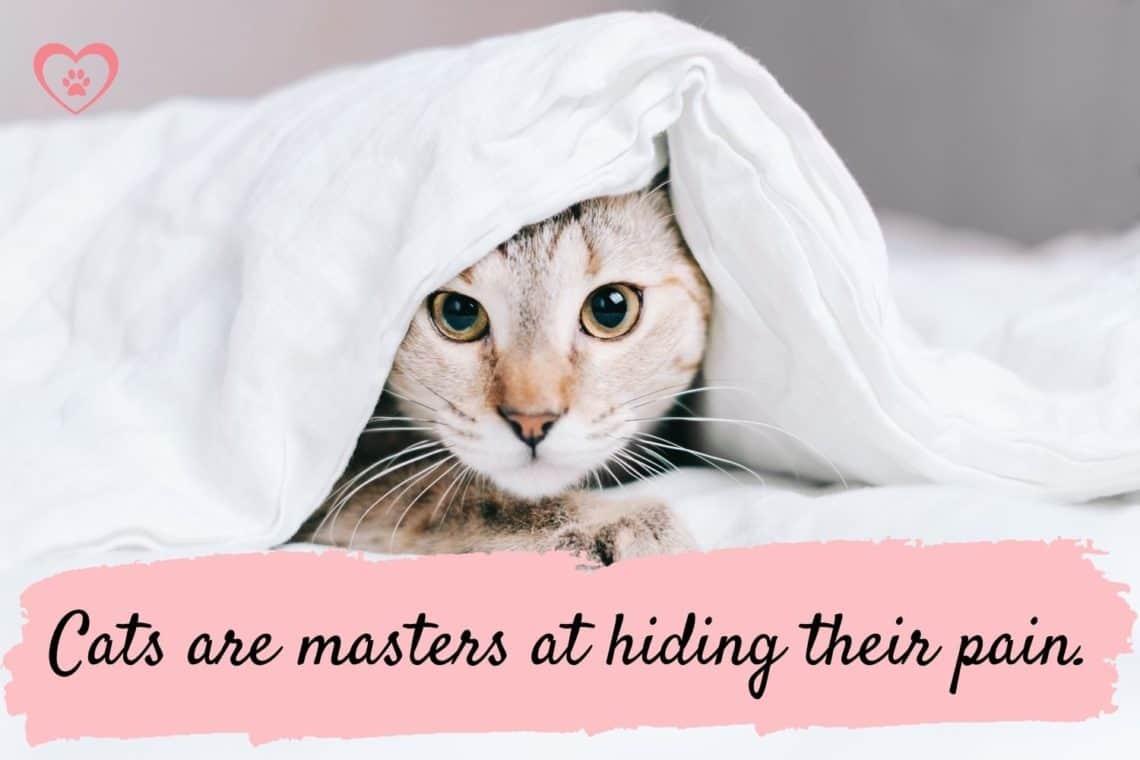 25 scientifically proven signs of pain in cats