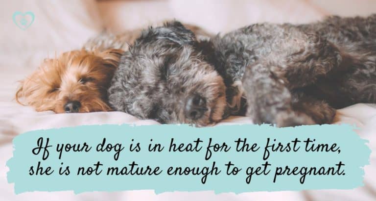 Dog heat cycle 101: Everything you need to know about the dog ...