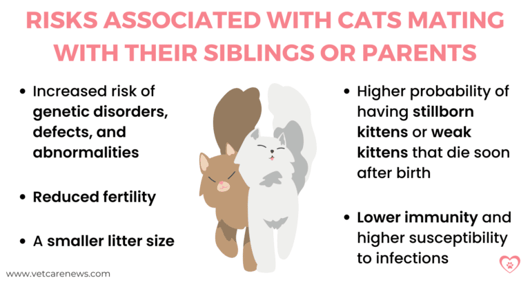 Do cats mate with their siblings? - vetcarenews