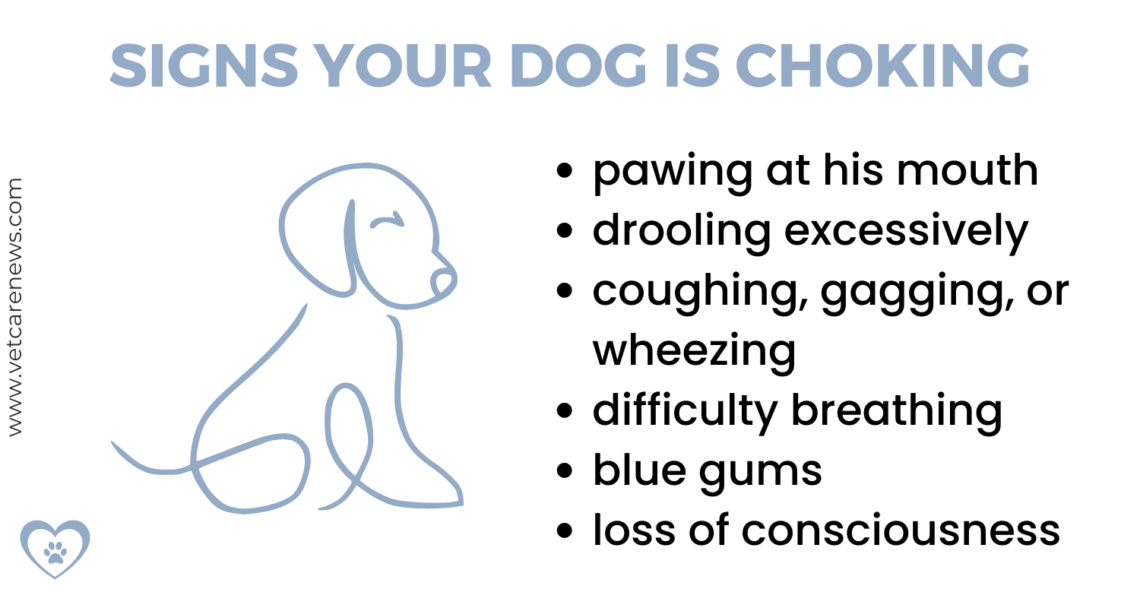 7 most common dog choking hazards and how to avoid them - vetcarenews