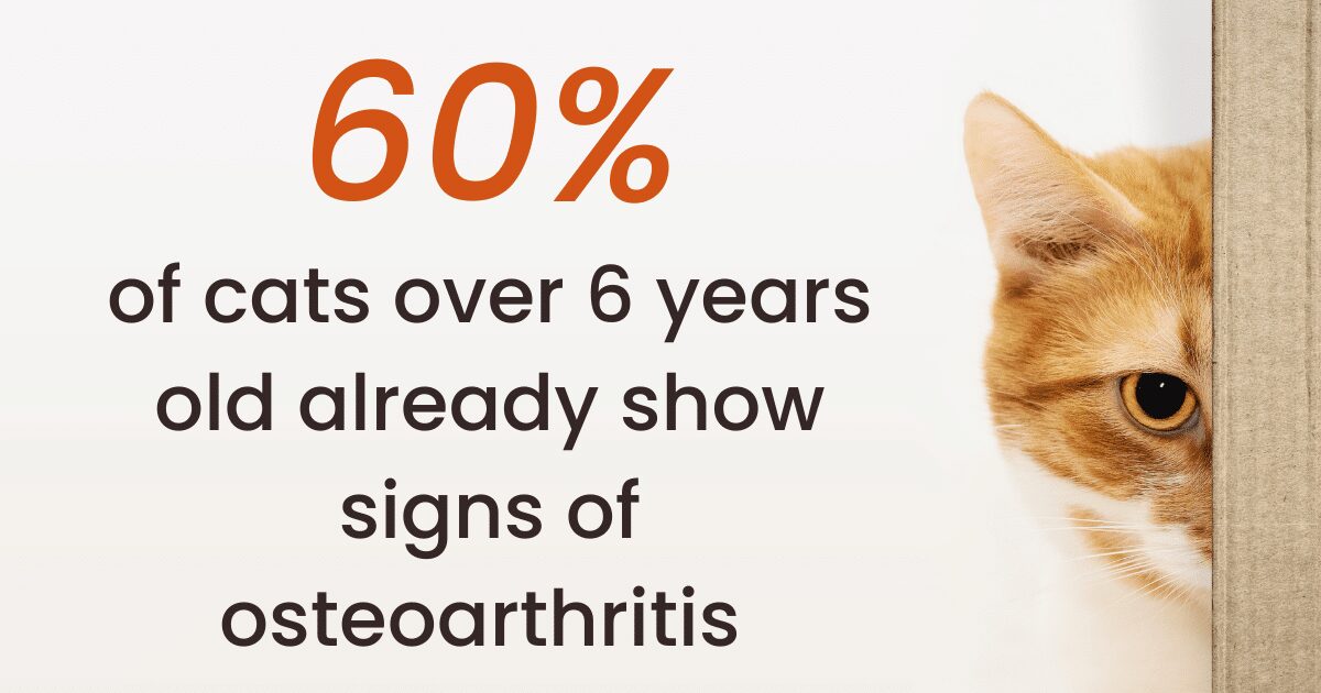 Osteoarthritis: the hidden suffering of older cats - vetcarenews