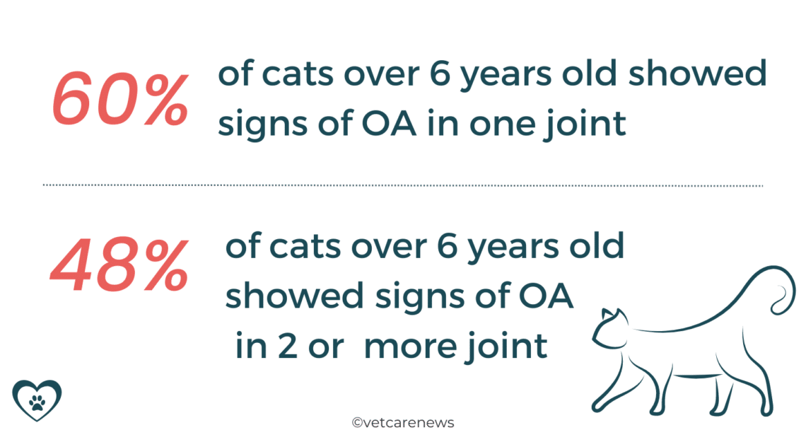 Osteoarthritis: the hidden suffering of older cats - vetcarenews