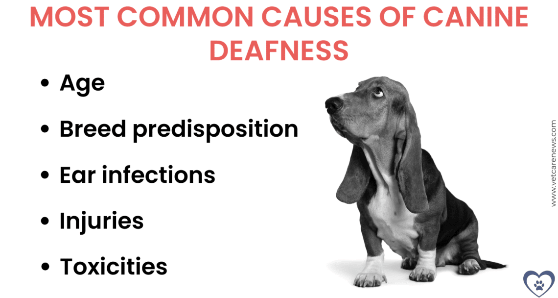 How to tell if your dog is going deaf