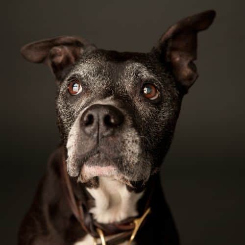 How to Care for a Senior Dog With Dementia - vetcarenews