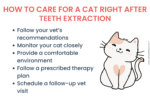 How to care for a cat with no teeth - vetcarenews