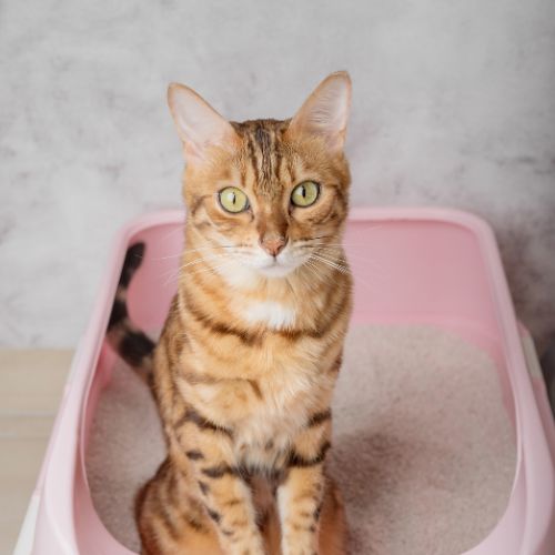 Blood in your cat's urine: When to see the vet - vetcarenews