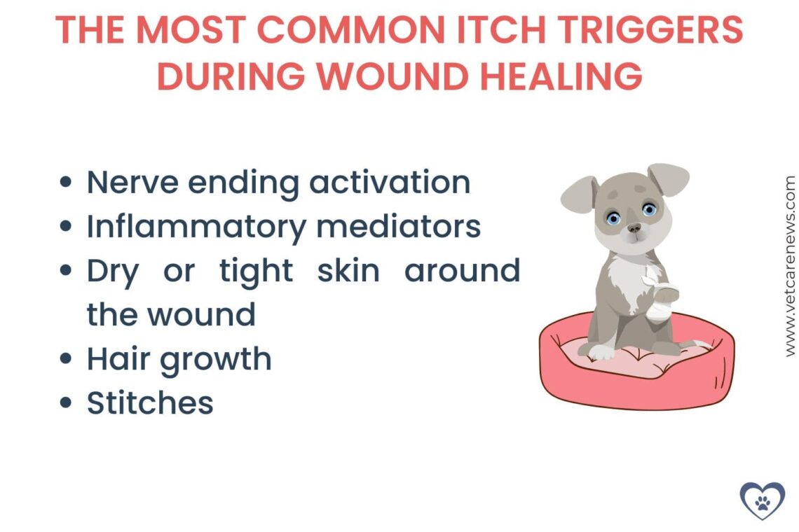 How to effectively stop your dog from scratching a wound - vetcarenews