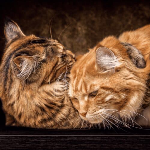 Do cats mate with their siblings? - vetcarenews