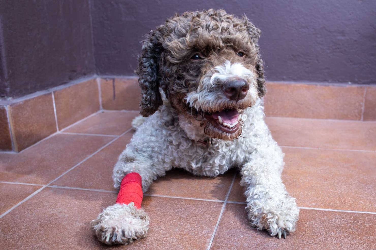 How to effectively stop your dog from scratching a wound - vetcarenews