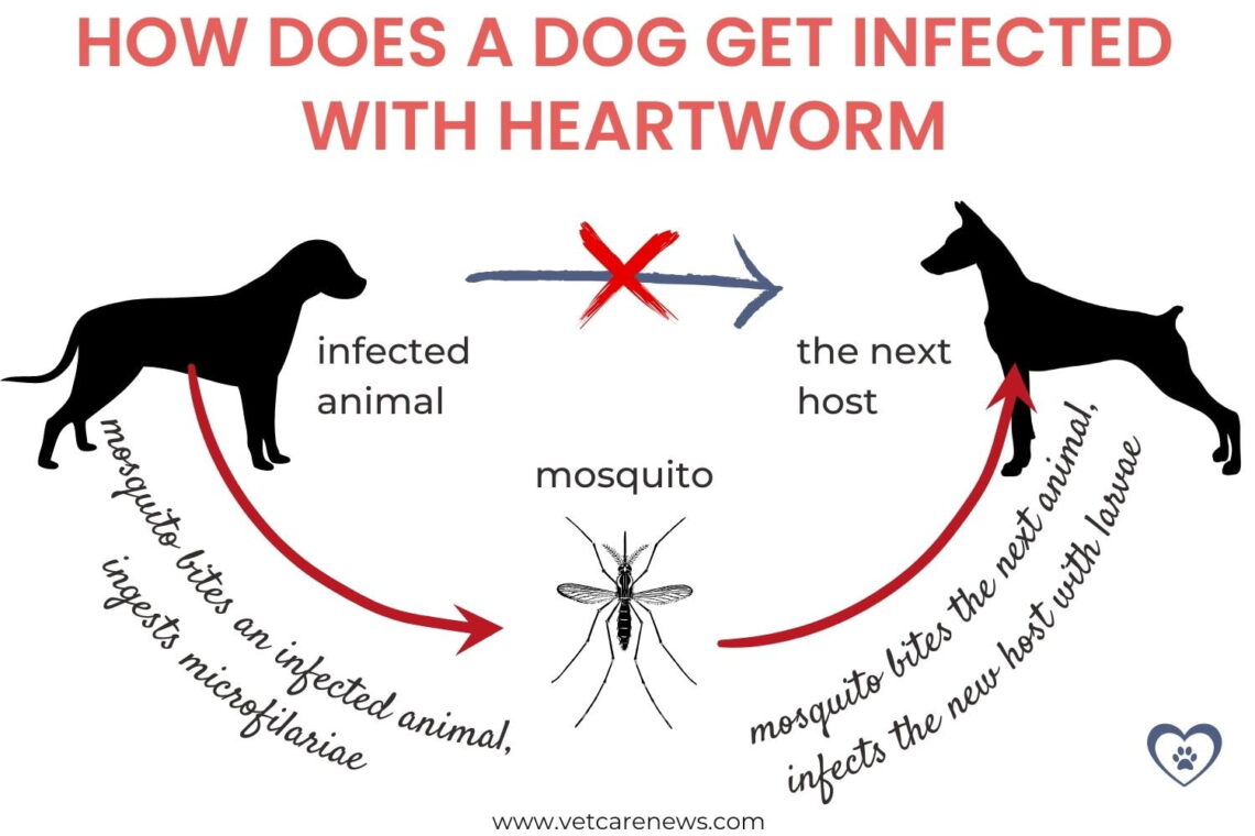 Heartworm in dogs - how to keep your dog safe