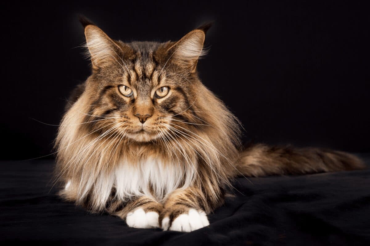 Maine coon vs regular cat: Health differences you need to know about ...