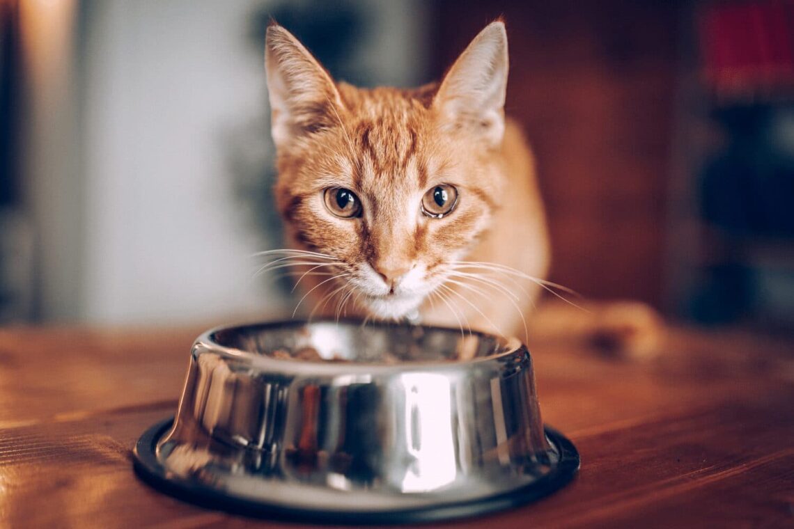 Old cat losing weight: Causes and solutions - vetcarenews
