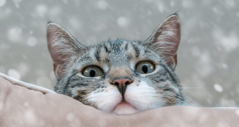 How to help a cat in heat - a beginner's guide on female cat heat cycle ...