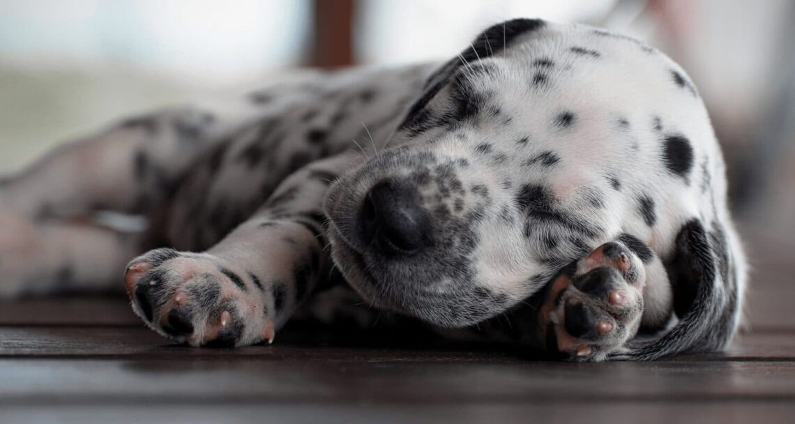 A complete guide on how to pick a healthy puppy from a litter - vetcarenews