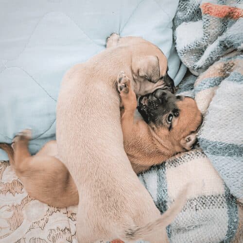 A complete guide on how to pick a healthy puppy from a litter - vetcarenews