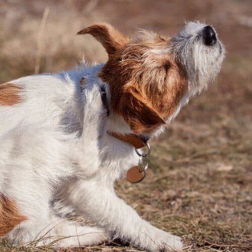 Acute moist dermatitis: How to manage hot spots in dogs - vetcarenews