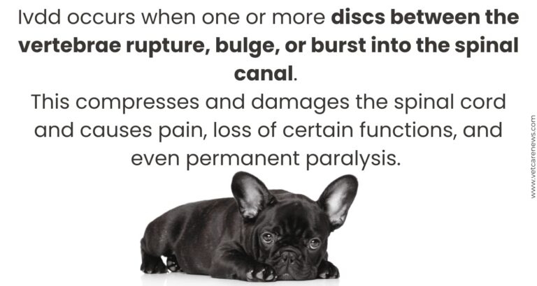 Intervertebral disc disease (ivdd) in French bulldogs - should you be ...